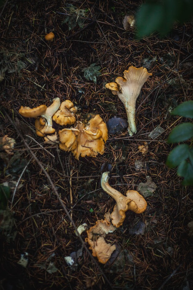 Chantarelle Mushroom and Caramelized Shallot Risotto and How To Forage ...