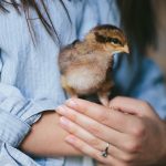 The Wind River Homestead | Adventures in Cooking