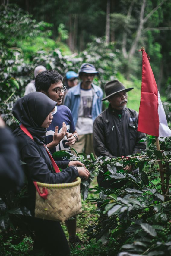 How Coffee is Grown | Travels to West Java, Indonesia