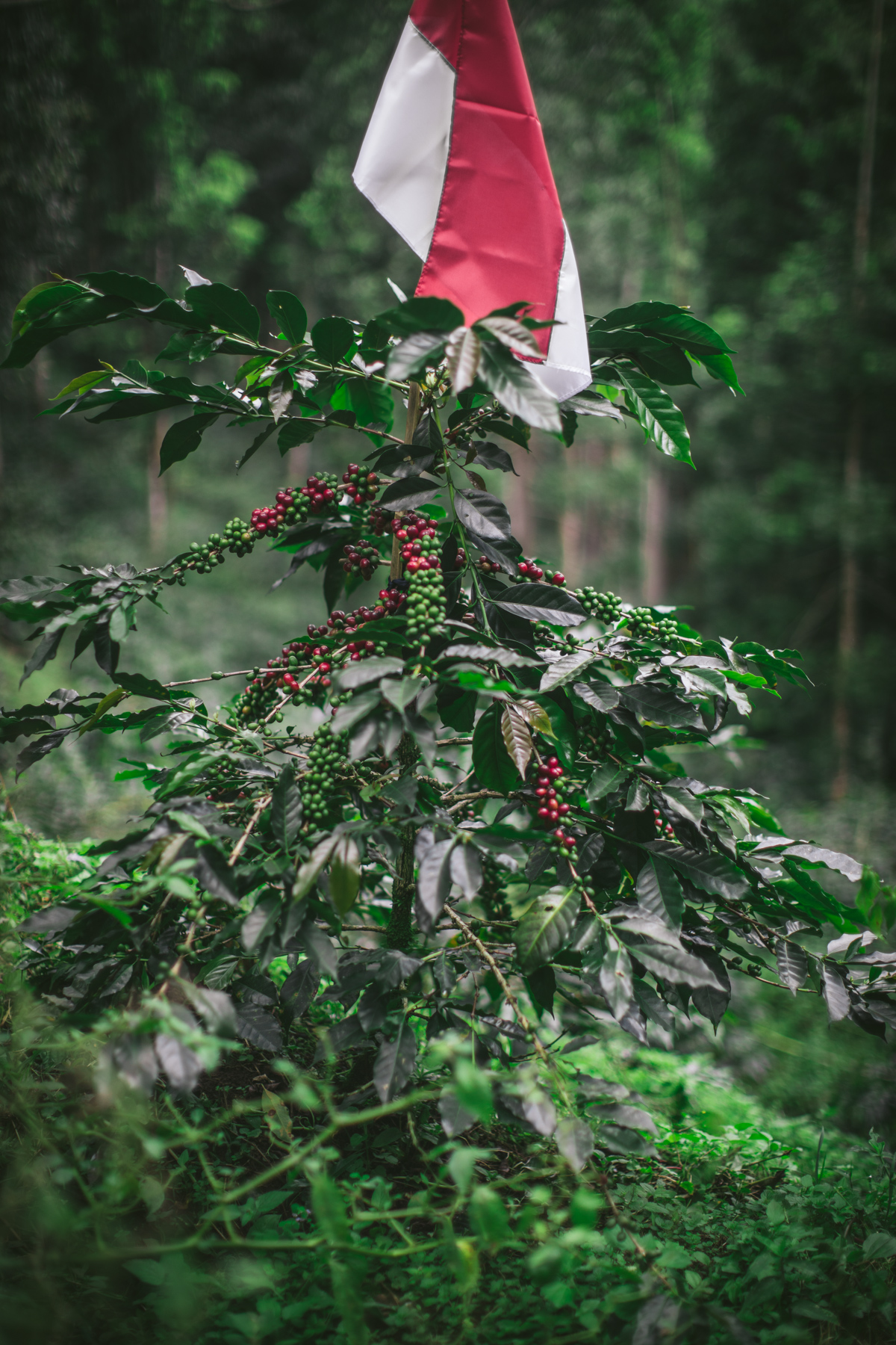 How Coffee is Grown | Travels to West Java, Indonesia
