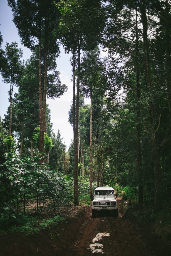 How Coffee is Grown | Travels to West Java, Indonesia