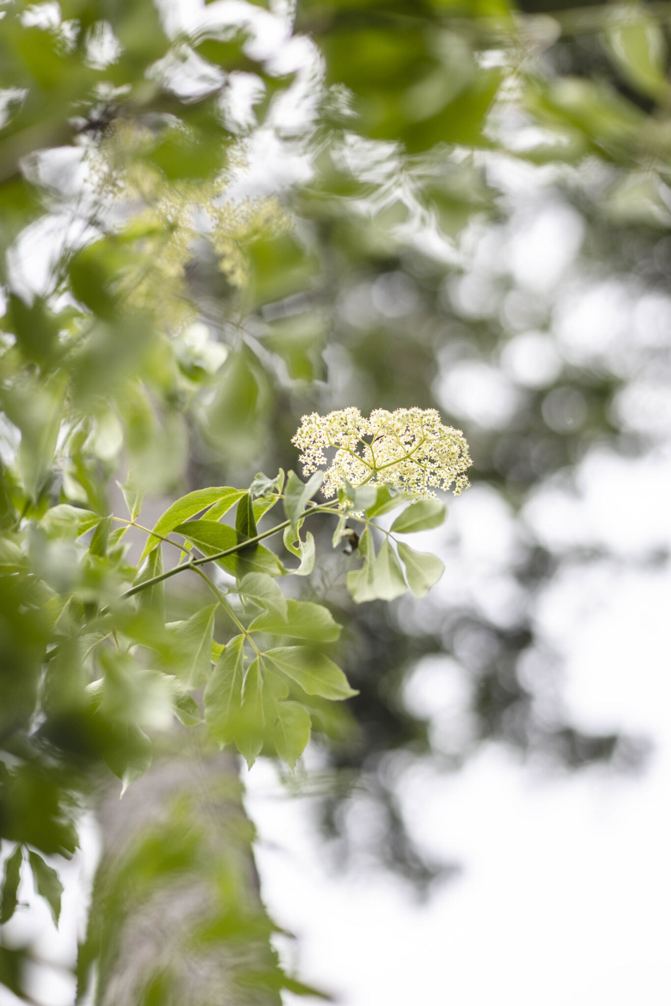 Elderflower Lemon Champagne | Adventures in Cooking